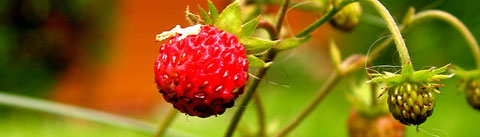 chypré fruité - Famille de Parfum